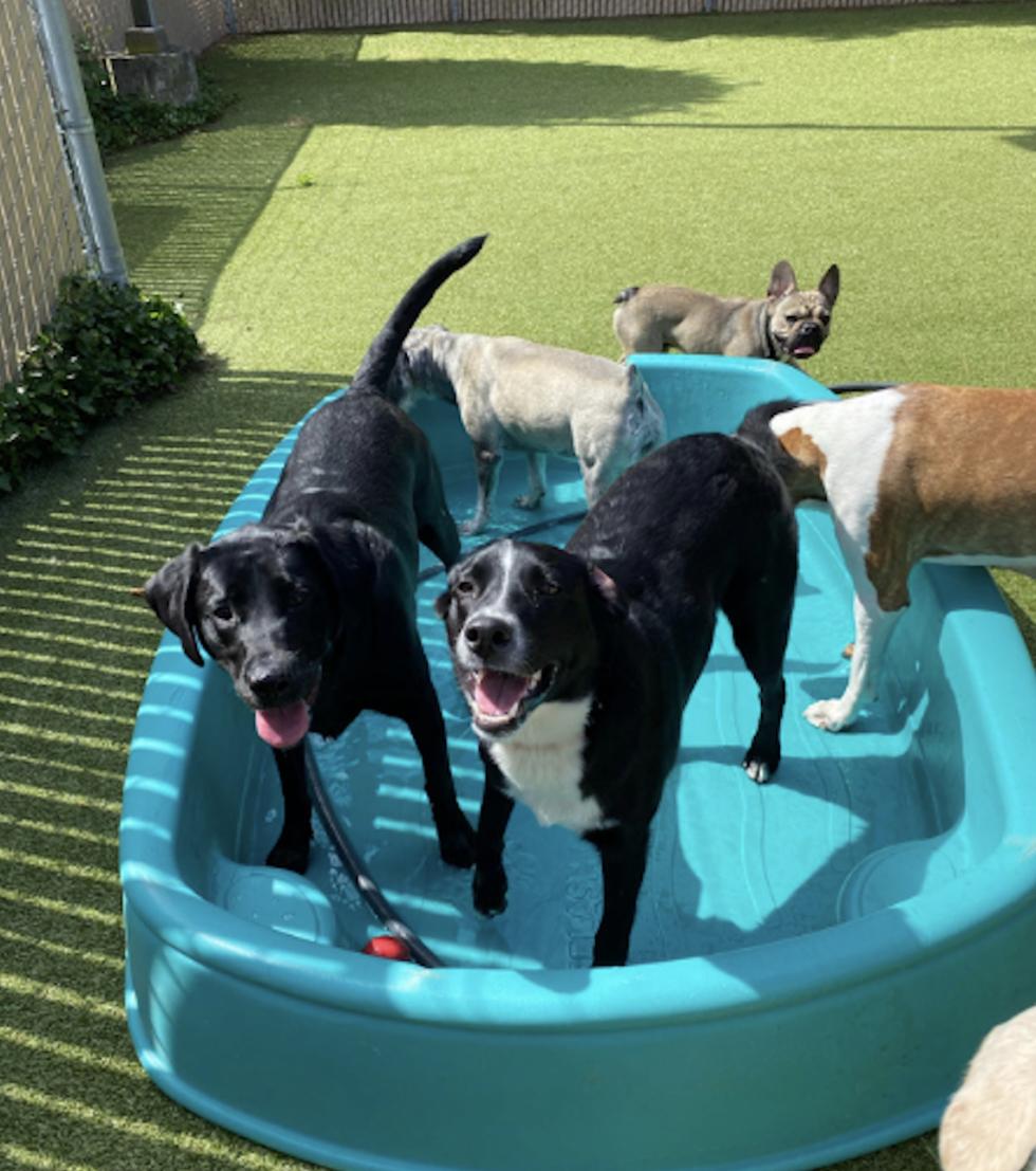 Sumner, WA 98390 Pet Daycare - Sumner Veterinary Hospital