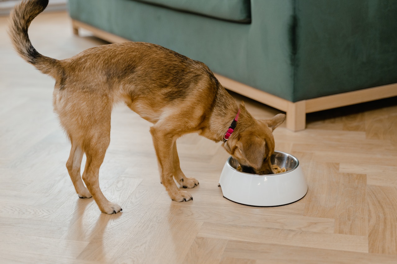 How to Make a Thanksgiving Plate for Your Pet - Sumner Veterinary Hospital