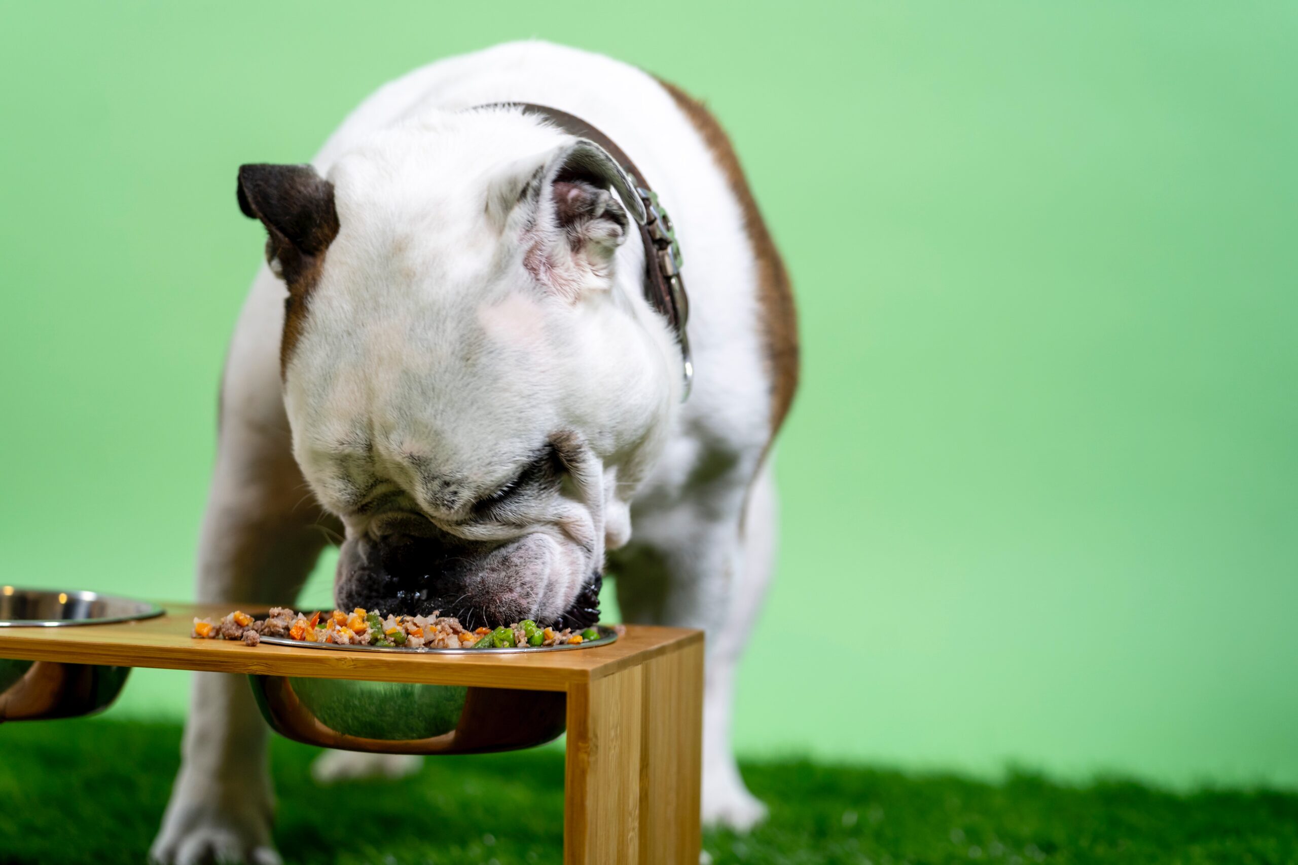 Top Pet Choking Hazards: Keeping Your Furry Friend Safe - Sumner ...